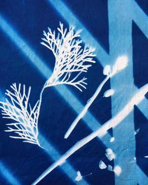 Cyanotypes: The Magic of Alternative Photography, Workshop - Grand ...